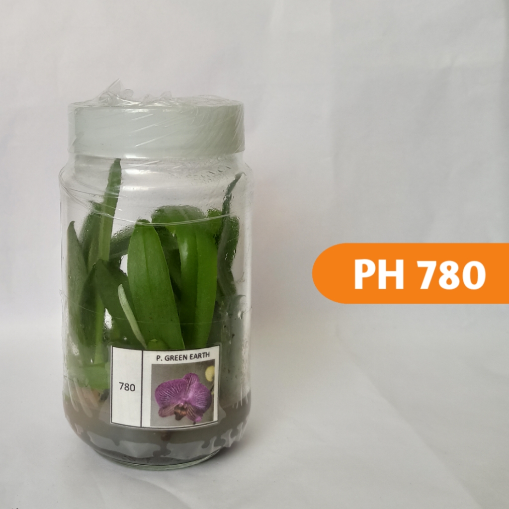 Botolan | Simanis Orchids