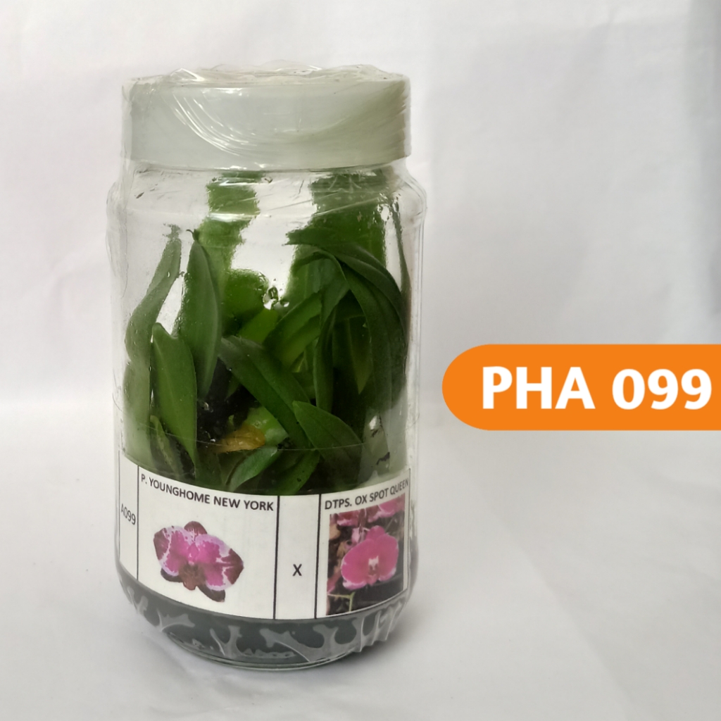 Botolan | Simanis Orchids