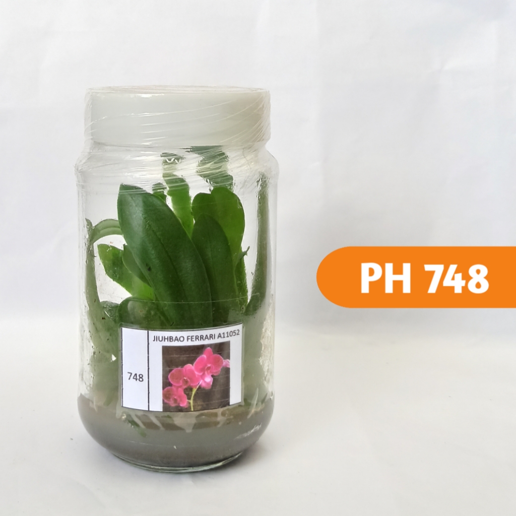 Botolan | Simanis Orchids