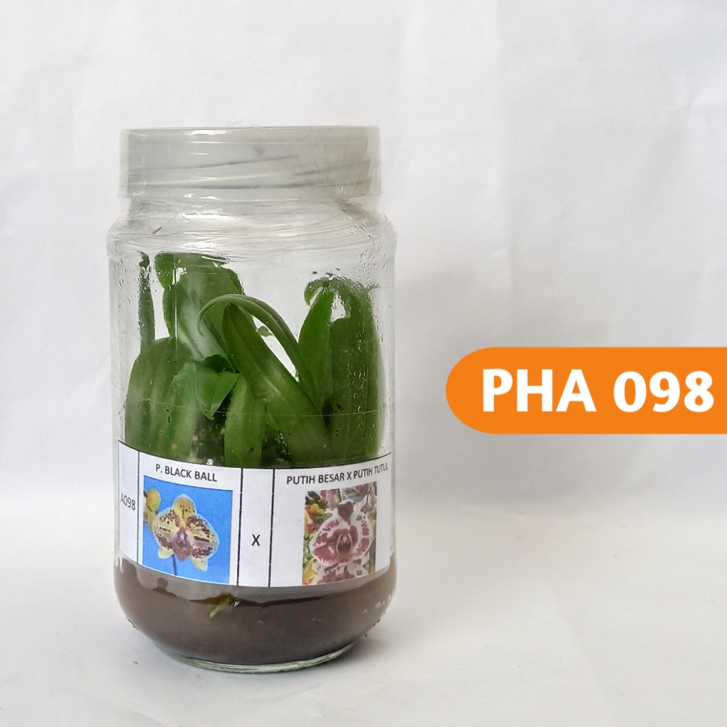 Botolan | Simanis Orchids