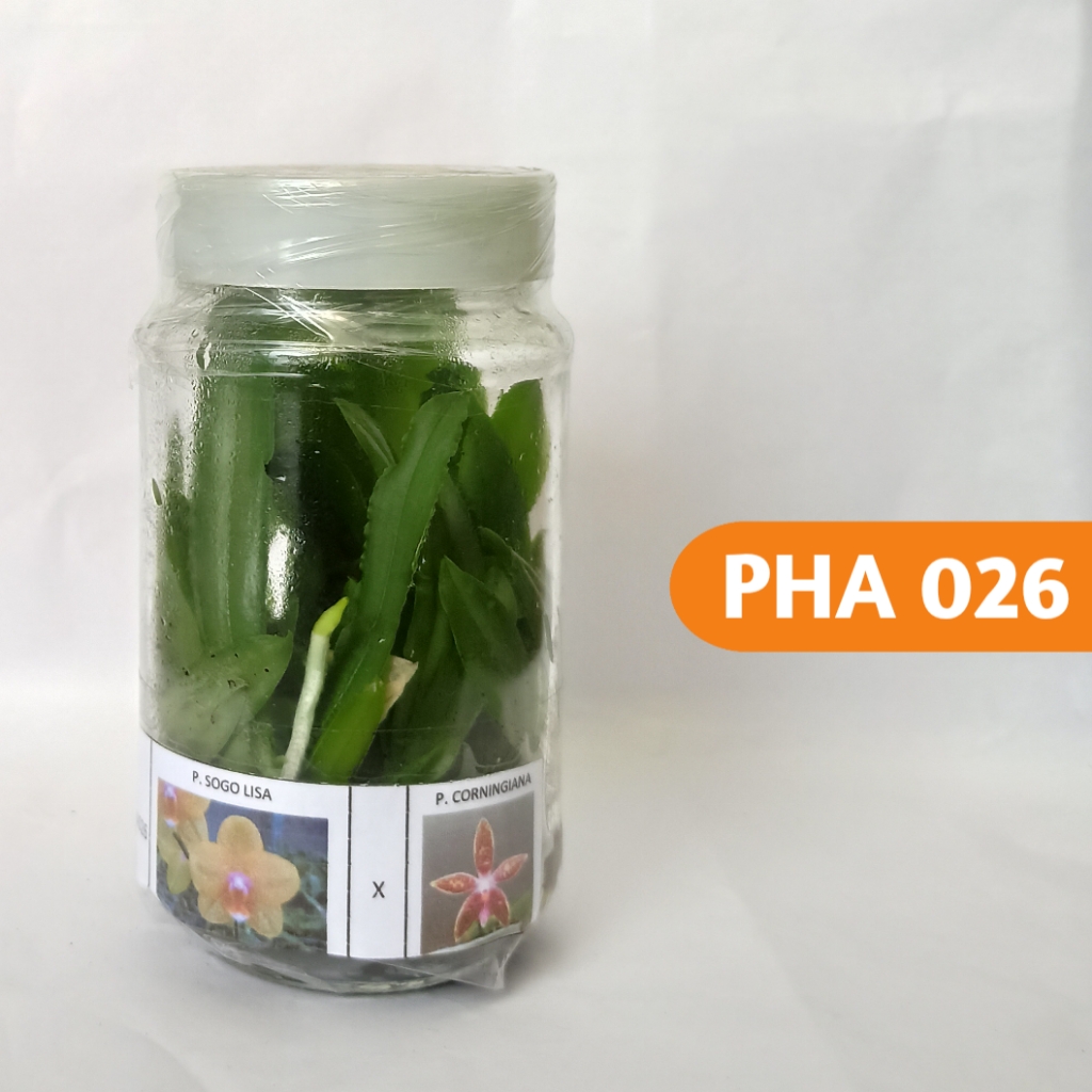 Botolan | Simanis Orchids