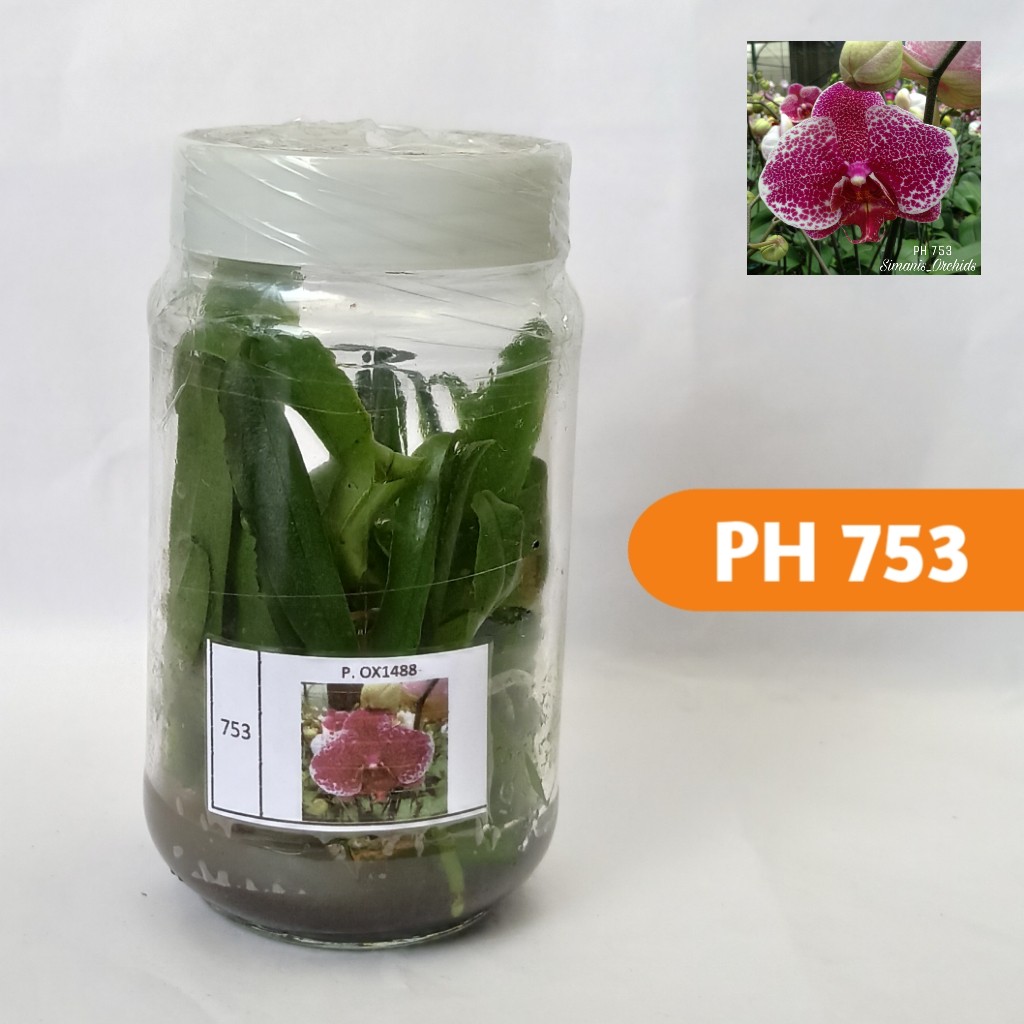 Botolan | Simanis Orchids