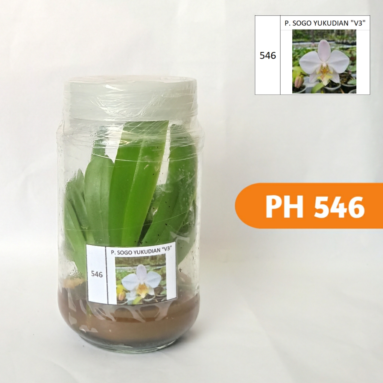 Botolan | Simanis Orchids