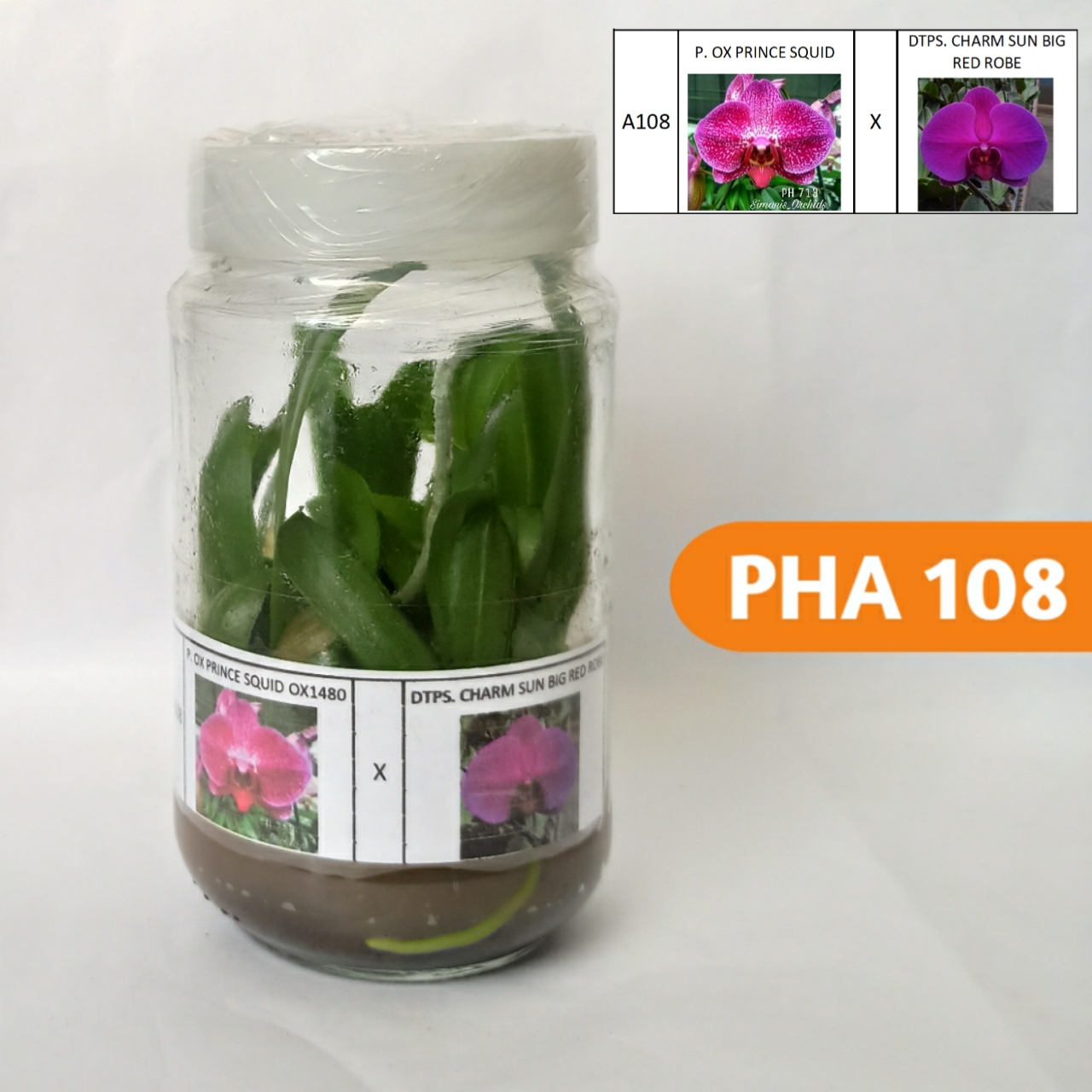 Botolan | Simanis Orchids