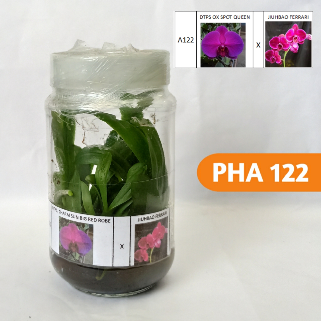 Botolan | Simanis Orchids